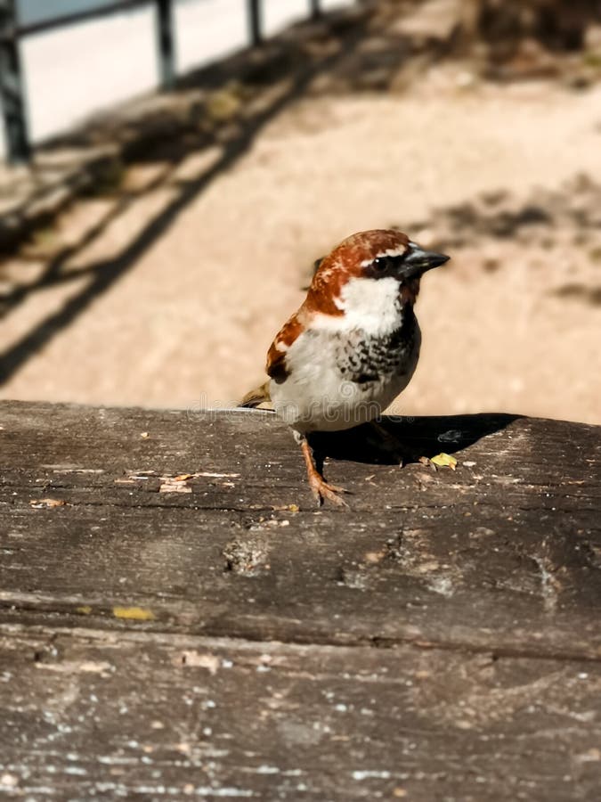 Brown Bird Starling on an Old Table in Nature Stock Image - Image of ...