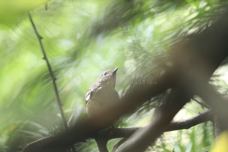 A Brown Bird Which is Sitting between the the Group of Leaves. Stock ...