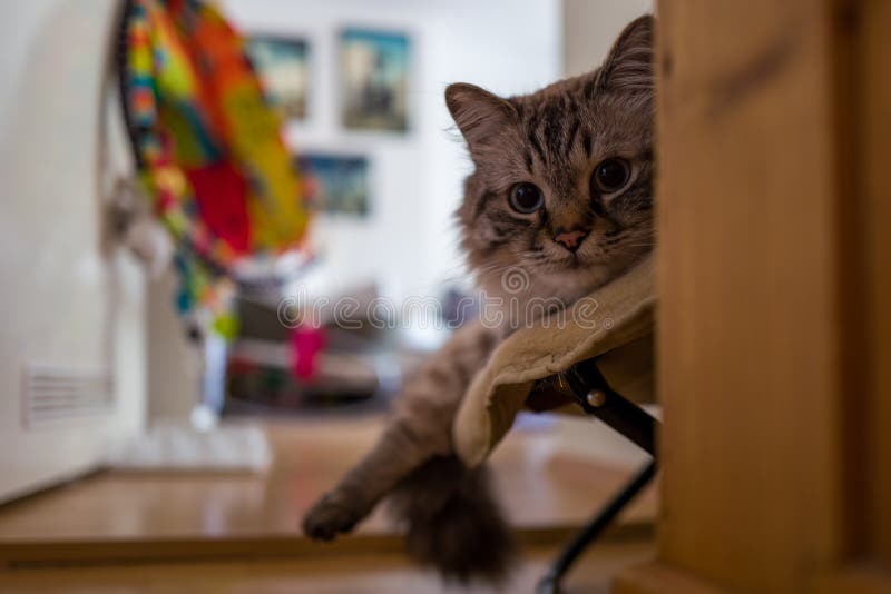 A brown birman cat stock photo. Image of isolated, birman - 119663828