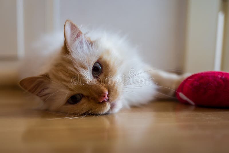 A brown birman cat stock photo. Image of isolated, birman - 119663828