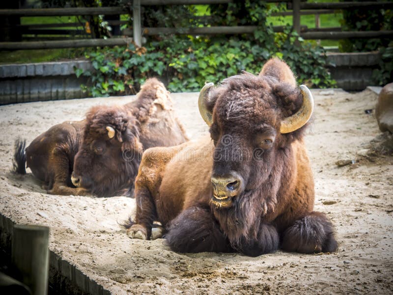 Brown Bison Lying on the Ground Stock Image - Image of brown, lying ...