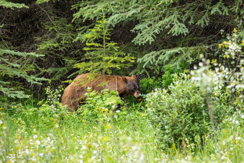 Brown Black Bear in Banff National Park Stock Photo - Image of mammal ...