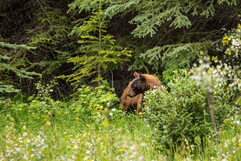 Brown Black Bear is Looking Out of a Forest in Canada Stock Photo ...