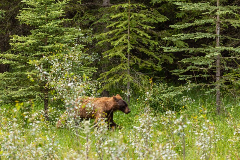 Brown Black Bear is Looking Out of a Forest in Canada Stock Photo ...