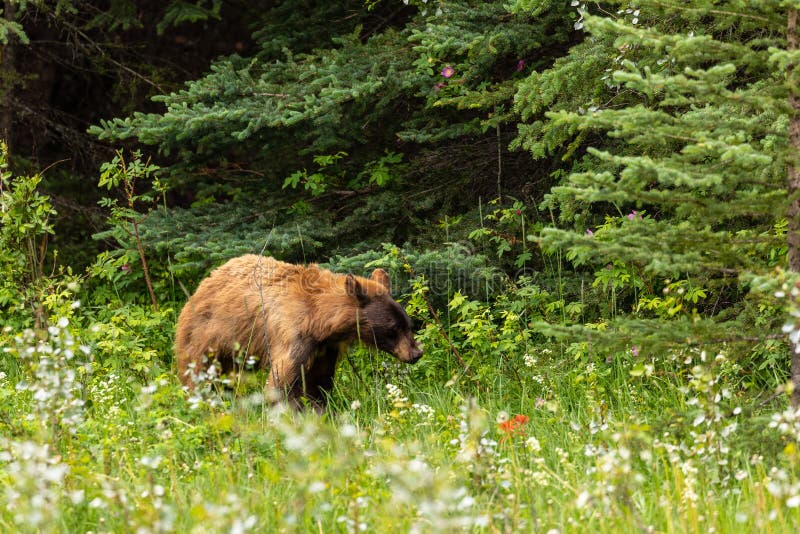 Brown Black Bear is Looking Out of a Forest in Canada Stock Photo ...