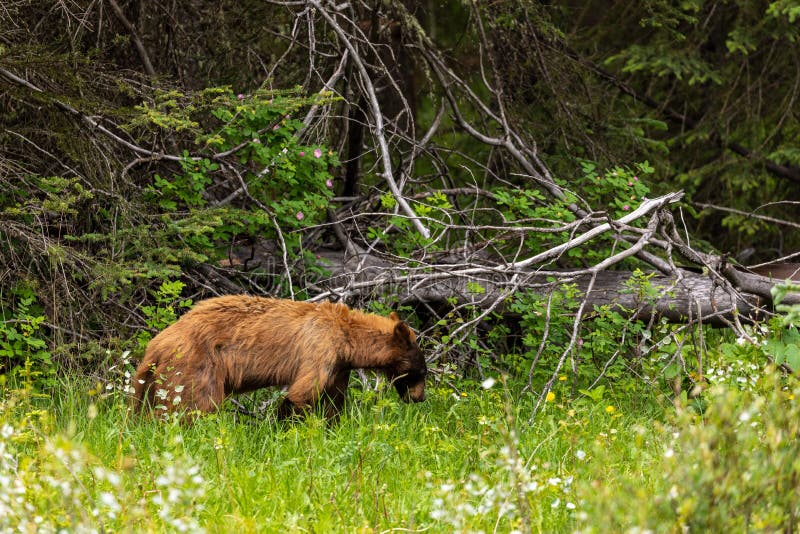 Brown Black Bear is Looking Out of a Forest in Canada Stock Image ...