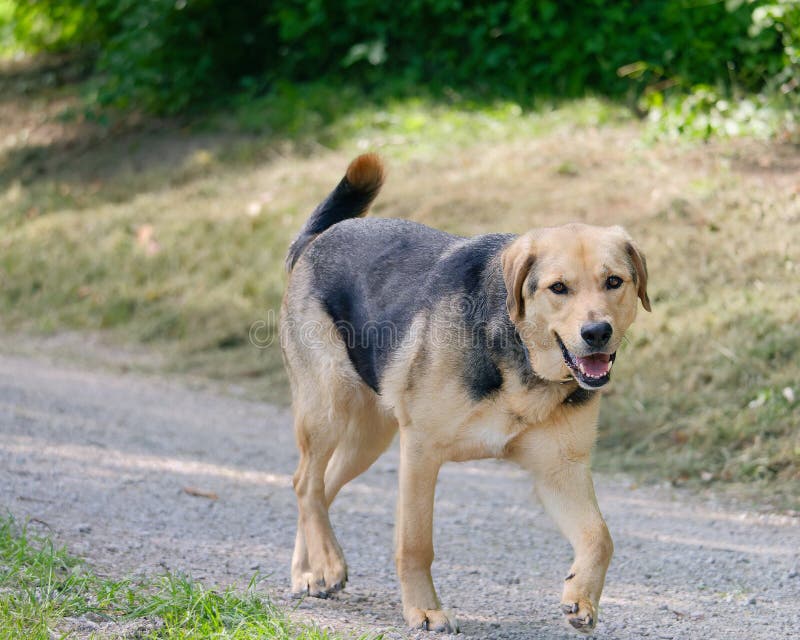 Brown and Black Dog Happily Strolling on a Dusty Path with Mouth Agape ...