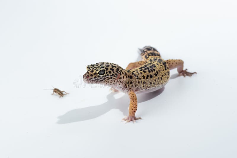 Brown and Black Gecko Lizard with Bug Isolated on White Background ...
