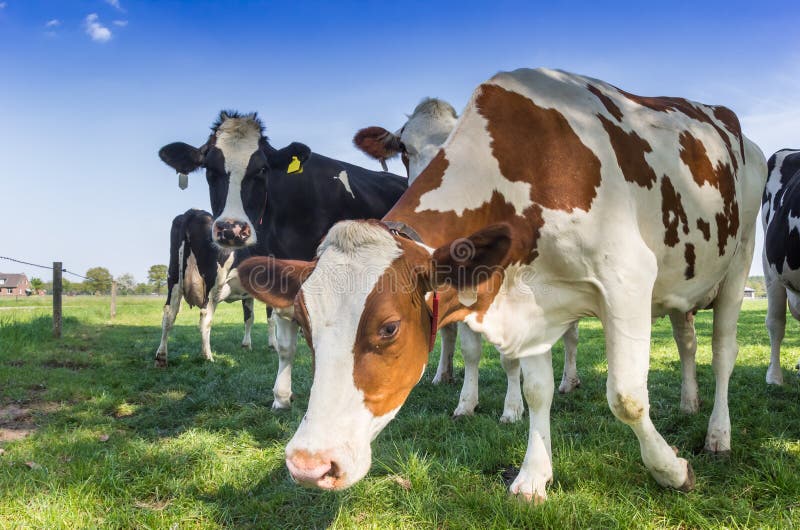 Brown and Black Holstein Cows in a Meadow in Overijssel Stock Image ...