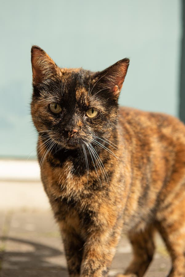 Brown and Black Speckled Cat Looking into the Camera.. Stock Image ...