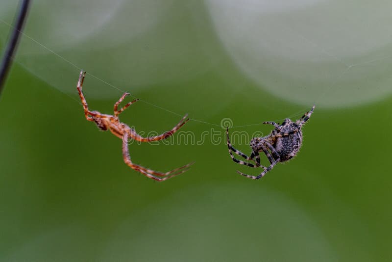 Two Spiders Fighting with Each Other Stock Image - Image of macro, look ...