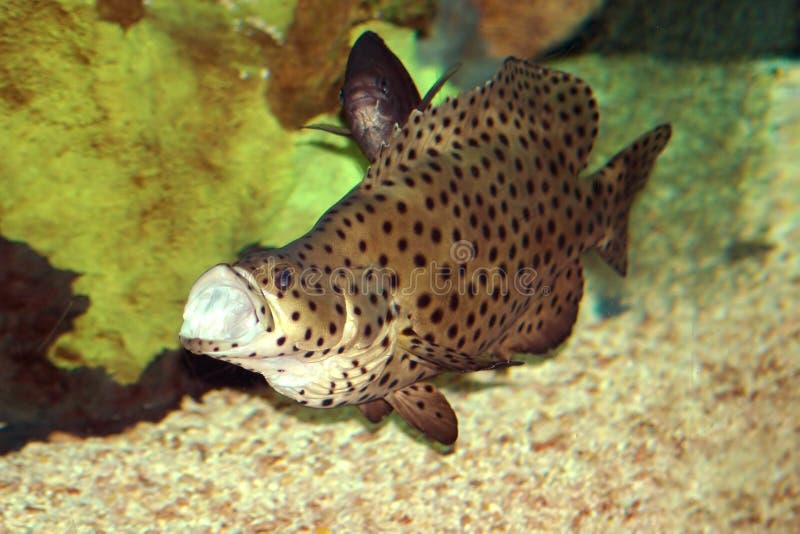 Brown With Black Spots Fish Picture. Image: 269800