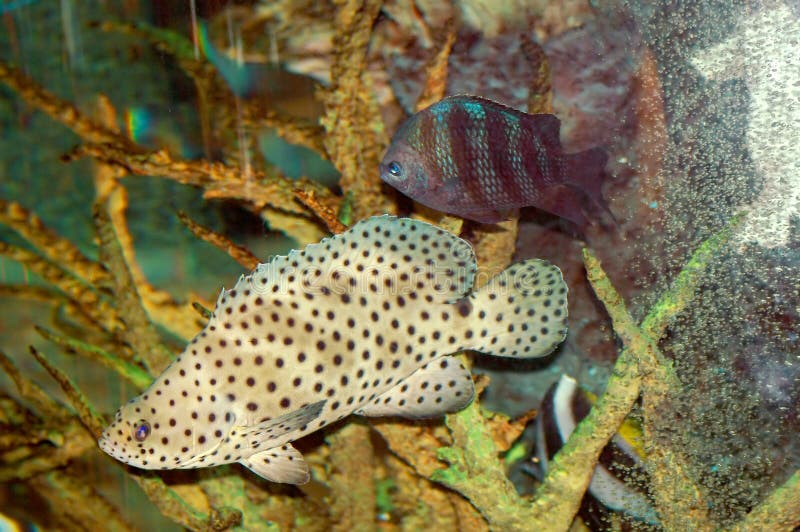Brown with Black Spots Fish2 Stock Image - Image of wildlife, fishes ...