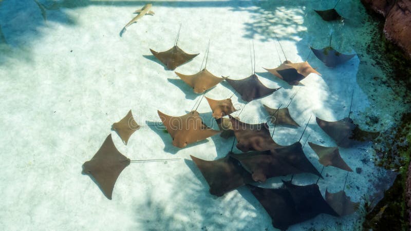 Brown and Black Sting Rays Under the Bright Sunlight Stock Image ...