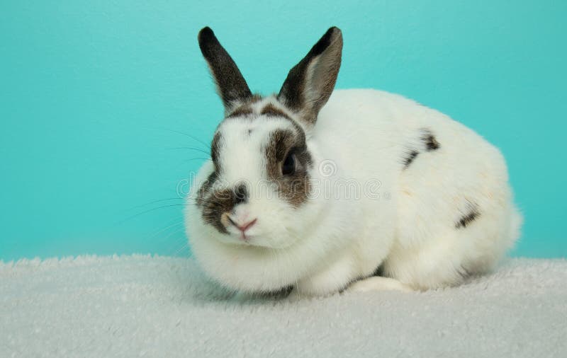 Brown Black and White Bunny Rabbit on a Blanket Stock Image - Image of ...