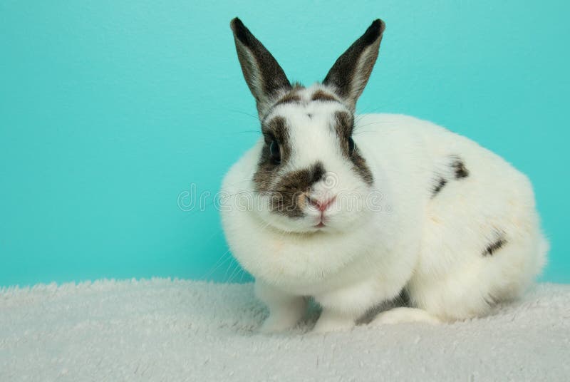 Brown Black and White Bunny Rabbit Portrait Stock Photo - Image of ...