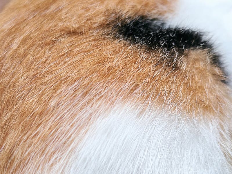 Beautiful cat fur pattern stock image. Image of brown - 330749927