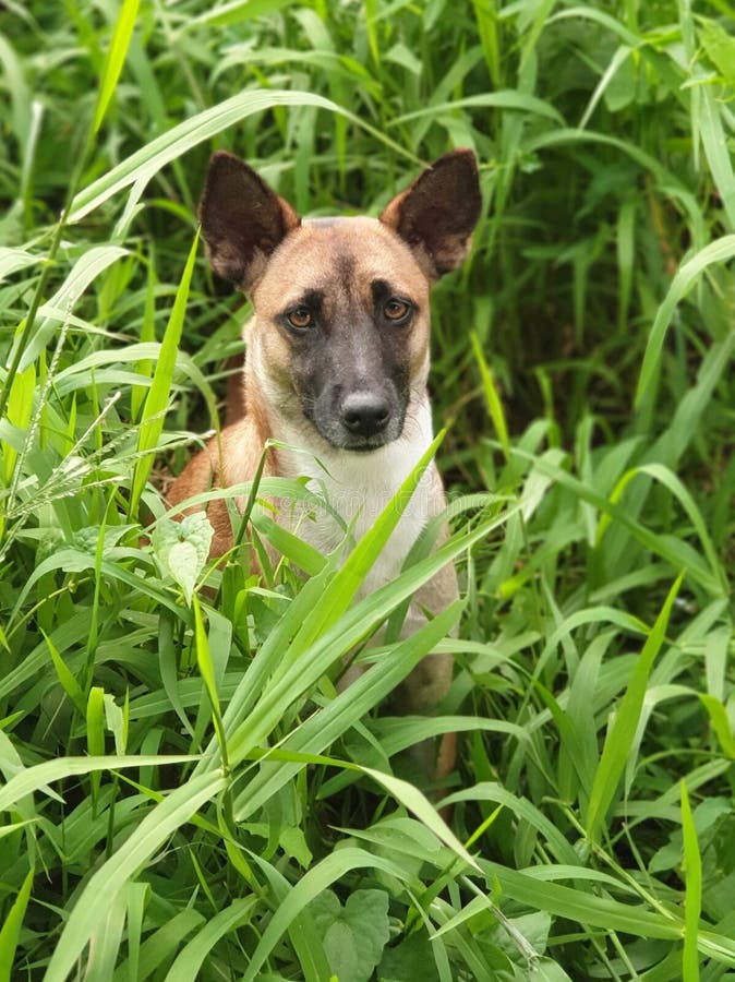 Dog in the Middle of the Grass Stock Image - Image of meadow, lawn ...