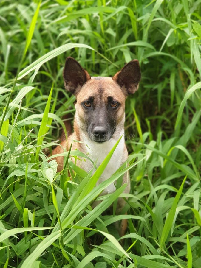 Dog in the Middle of the Grass Stock Image - Image of terrier, pasture ...