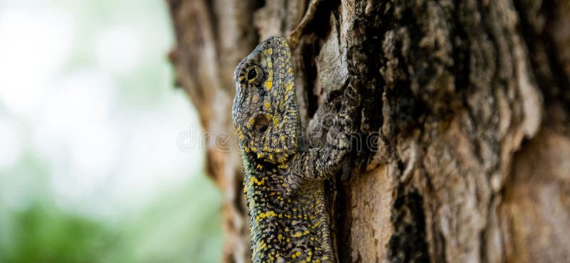 Brown Black Yellow Beige Lizard Climbing On Brown Tree Picture. Image ...