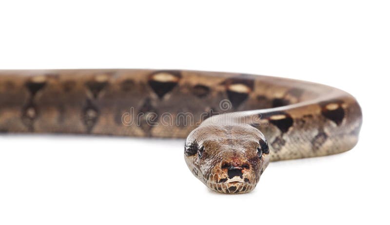 Brown Boa Constrictor on Background. Exotic Snake Stock Photo - Image ...