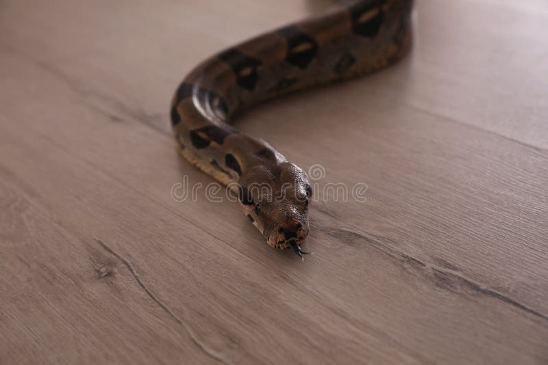 Brown Boa Constrictor Crawling on Floor in Room Stock Image - Image of ...