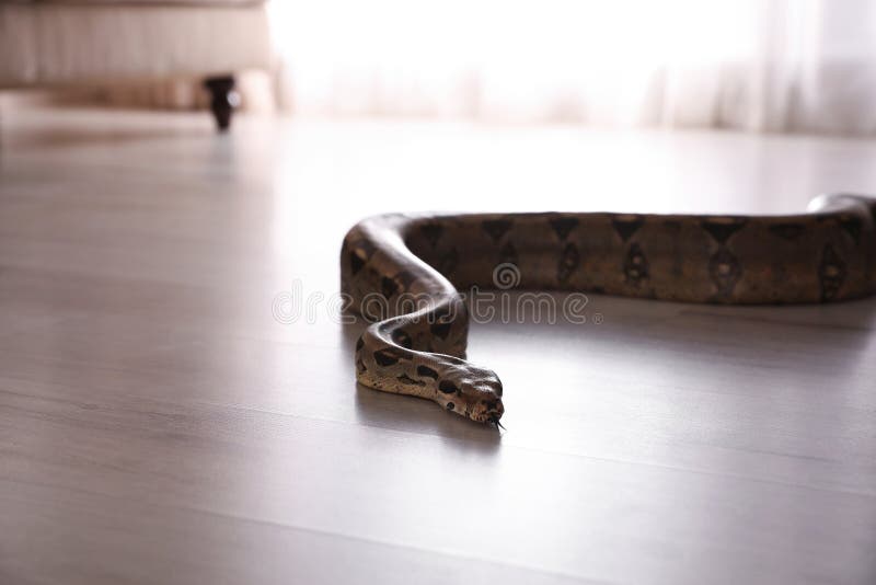 Brown Boa Constrictor Crawling on Floor Stock Image - Image of ...
