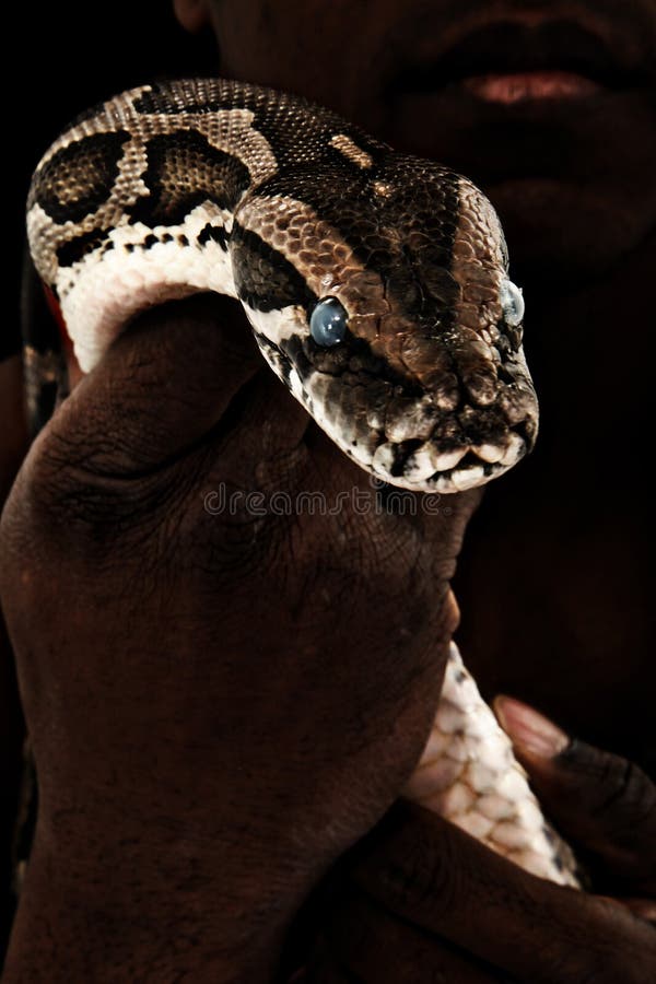 Brown Boa Constrictor in Man S Hand Stock Photo - Image of animal ...
