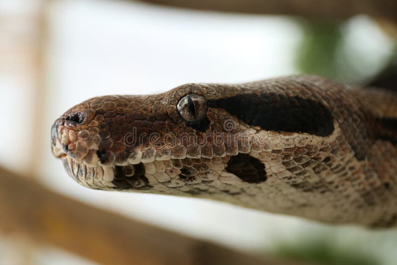 Brown Boa Constrictor Outdoors. Exotic Snake Stock Image - Image of ...
