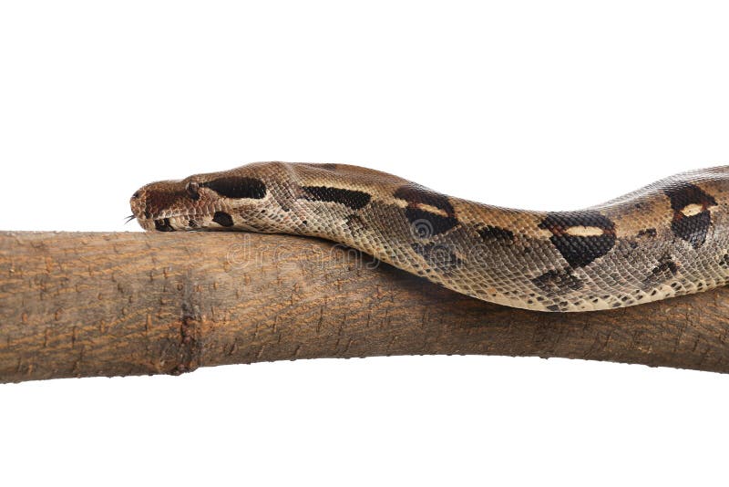 Brown Boa Constrictor on Tree Branch Against Background Stock Image ...
