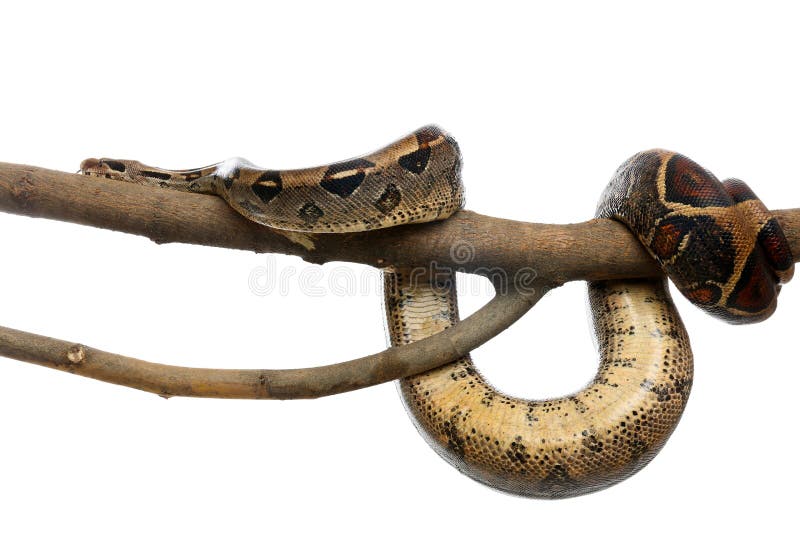 Brown Boa Constrictor on Tree Branch Against White Stock Photo - Image ...