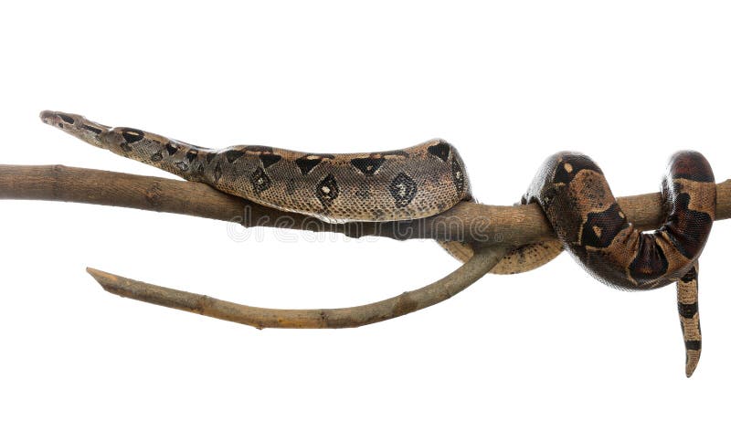 Brown Boa Constrictor on Tree Branch Against White Background Stock ...