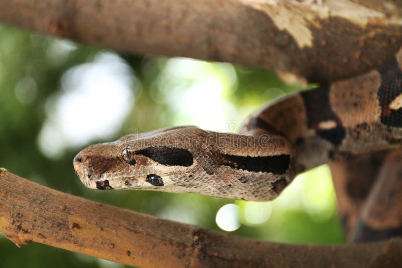 Brown Boa Constrictor on Tree Branch Stock Photo - Image of carnivore ...