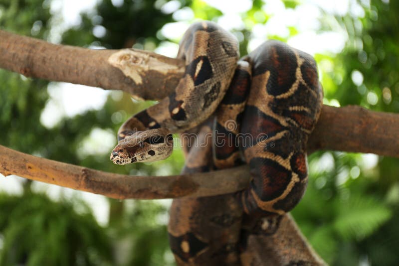 Garden tree boa stock photo. Image of reptile, common - 34930030