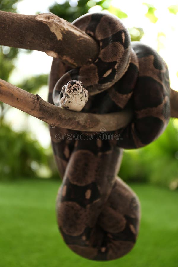 Brown Boa Constrictor on Tree Branch Stock Image - Image of head, color ...