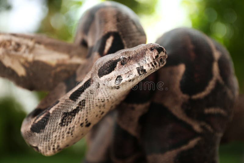 Brown Boa Constrictor on Tree Branch Stock Photo - Image of animal ...