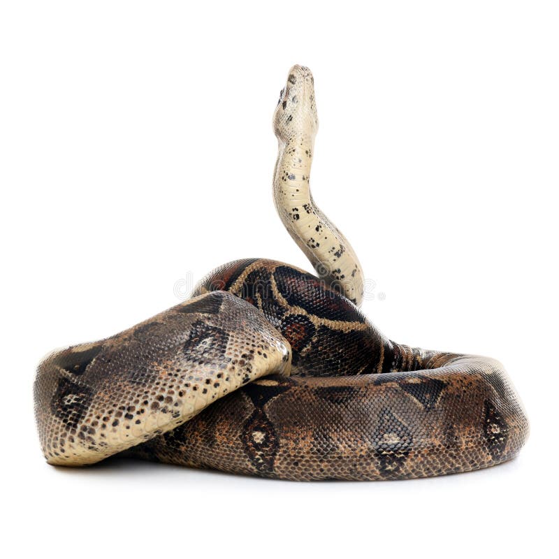 Brown Boa Constrictor on Toilet Bowl in Bathroom Stock Photo - Image of ...