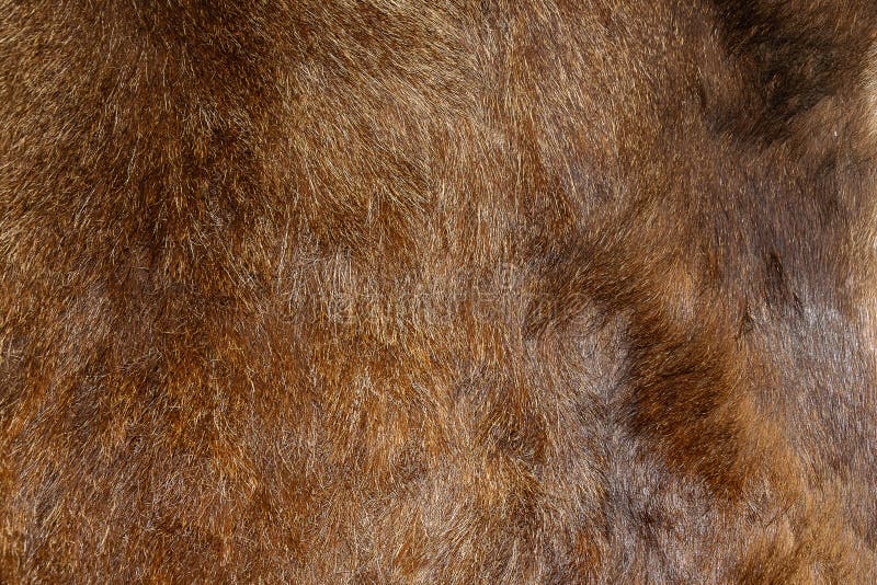 Brown Boar Skin.background or Texture Stock Image - Image of brown ...