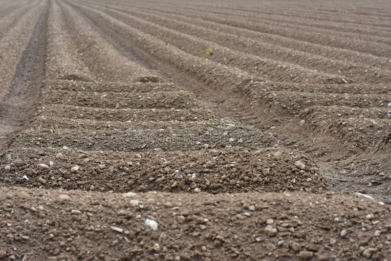 Gepflogener Grund- Und Brauner Boden Stockfoto - Bild von fruchtbar ...