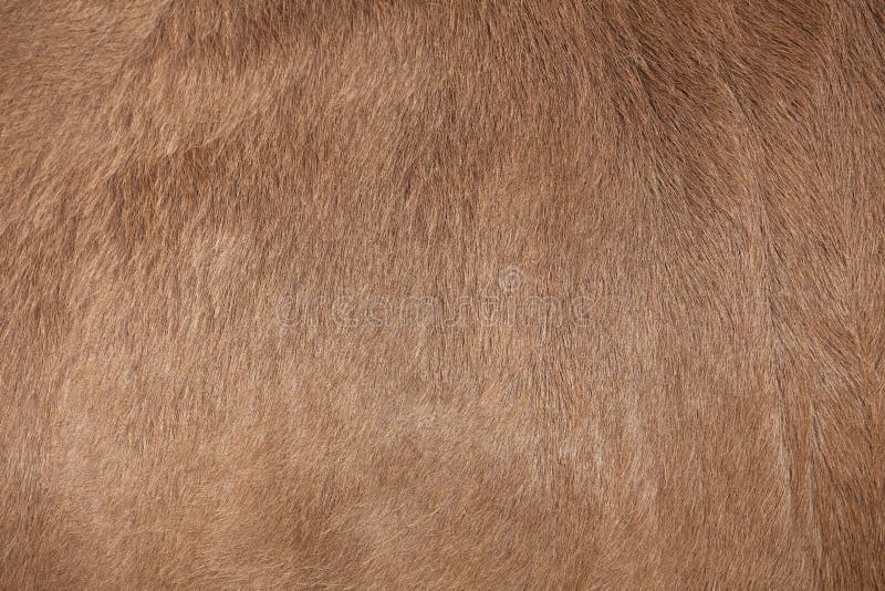 Brown Body Texture from a Bovine Stock Image - Image of animal, field ...