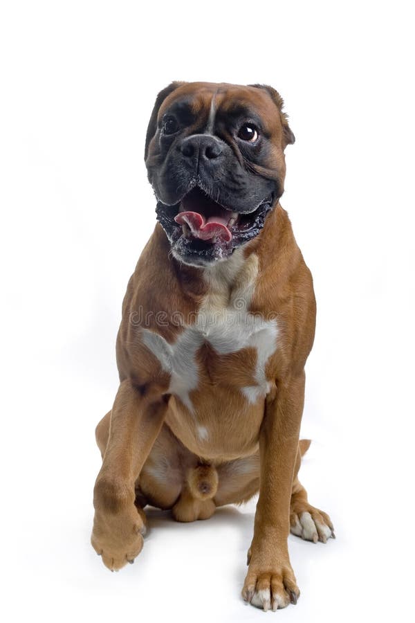 Brown bokser stock image. Image of brown, animal, pure - 1579819