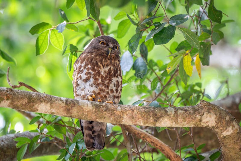 Brown Boobook or Brown Hawk-owl Bird Sits Stock Image - Image of asia ...