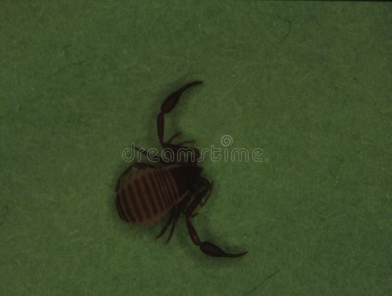 Brown Book Scorpion with Tongs Stock Photo - Image of scorpion, tongs ...
