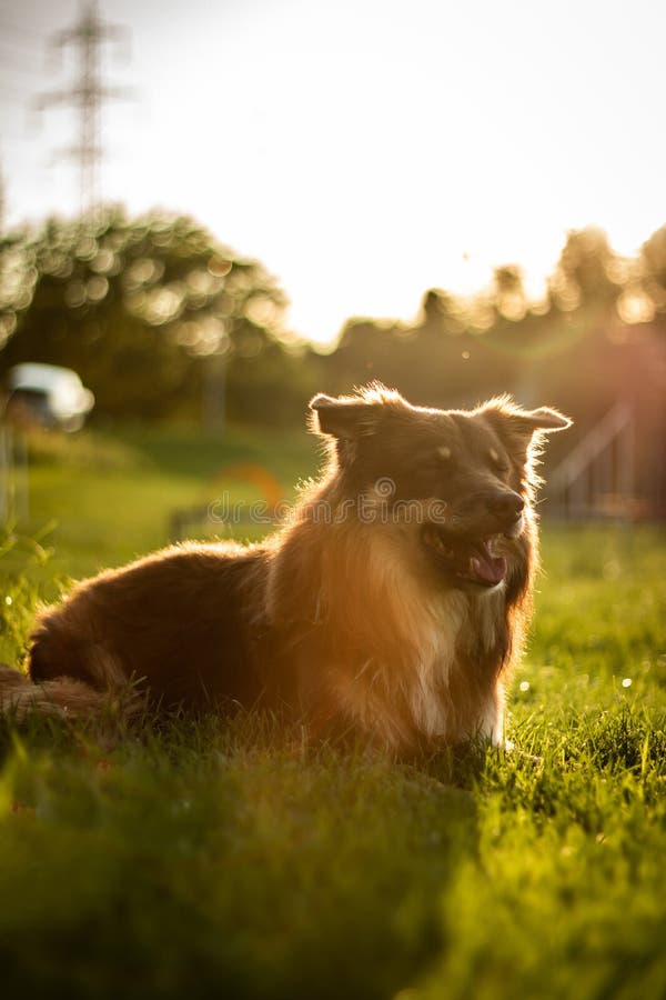 Brown Border Collie at Background Light. Sunset in Switzerland Stock ...