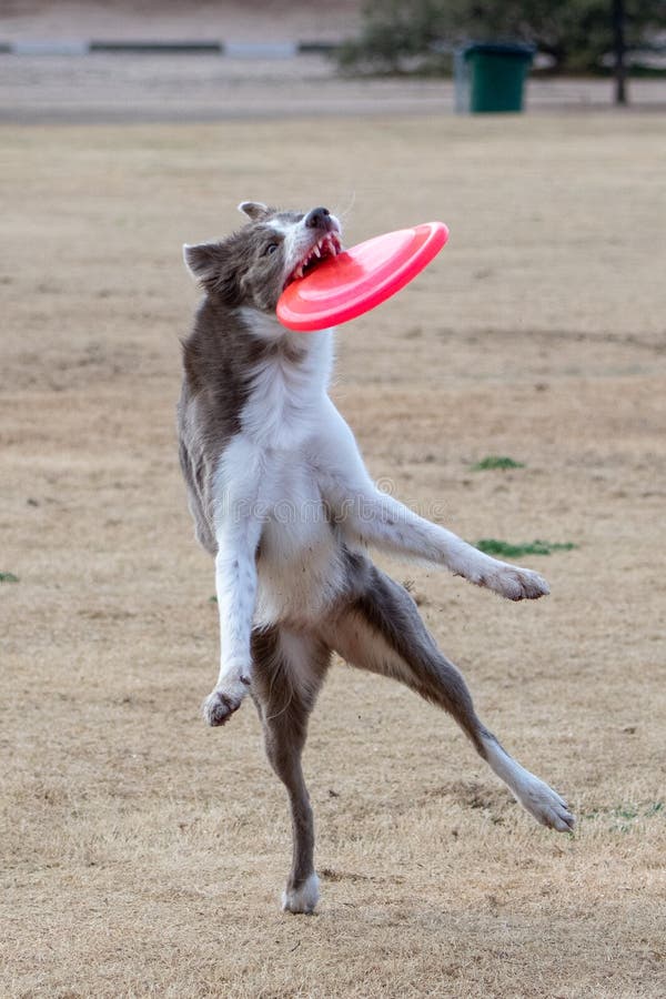 Brown Border Collie Catching a Disc Stock Image - Image of disc, sport ...