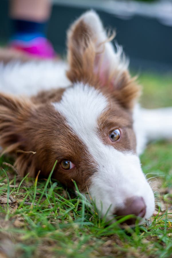 Brown Border Collie Dog Sitting on the Ground Stock Image - Image of ...