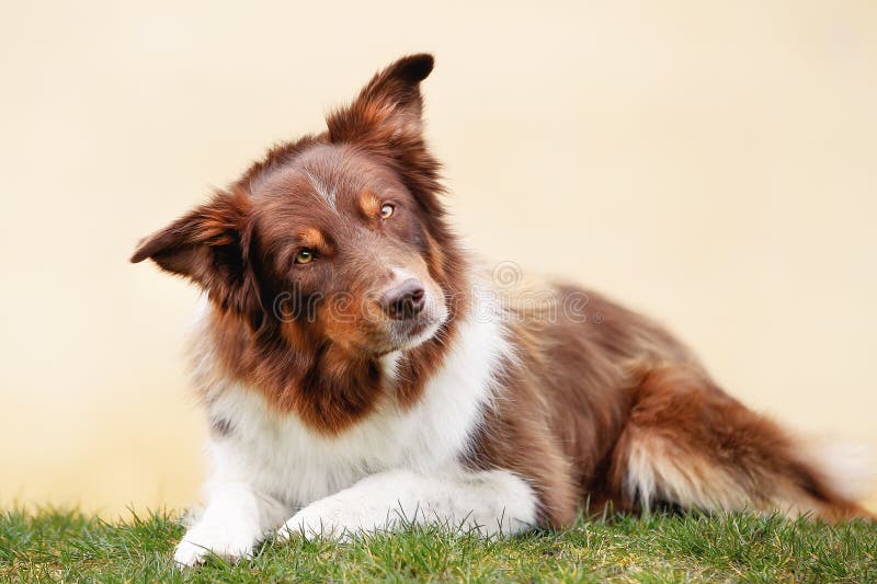 Brown border collie stock photo. Image of border, purebred - 40024692