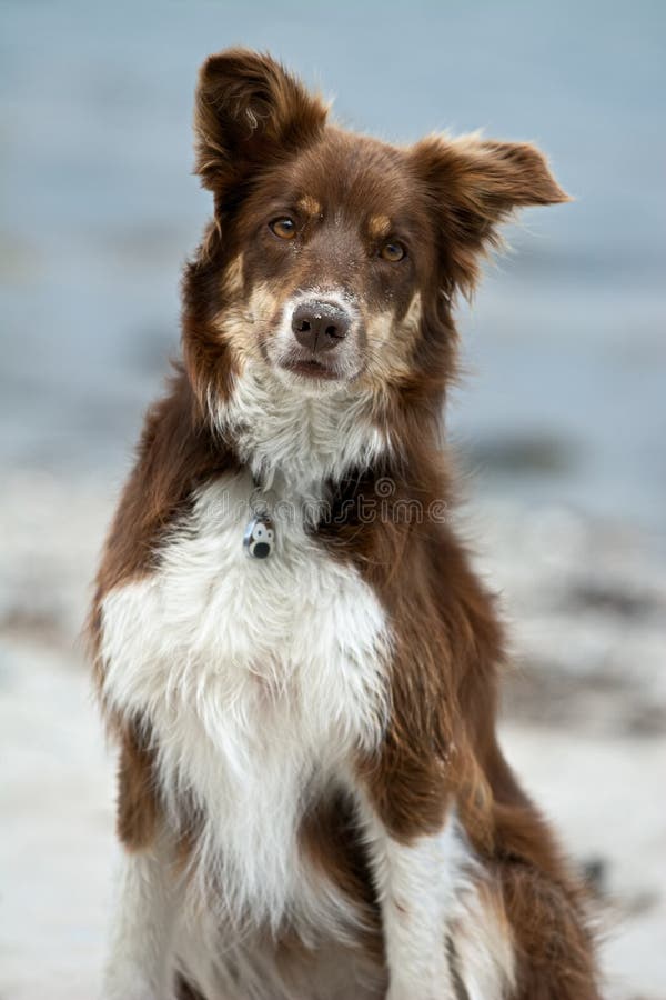 Brown Border Collie Posing at Beach Stock Photo - Image of baltic ...