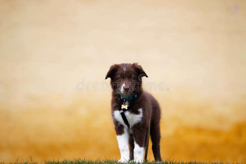 Brown border collie puppy stock photo. Image of intelligent - 40024700