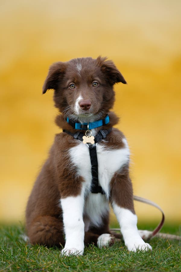 Brown border collie puppy stock photo. Image of brown - 40582756
